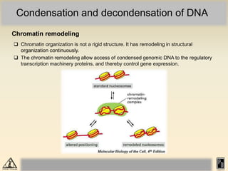 940772037Eukaryotic chromosome organization_compressed.pdf