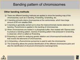 940772037Eukaryotic chromosome organization_compressed.pdf