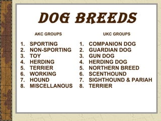 dogs | PPT