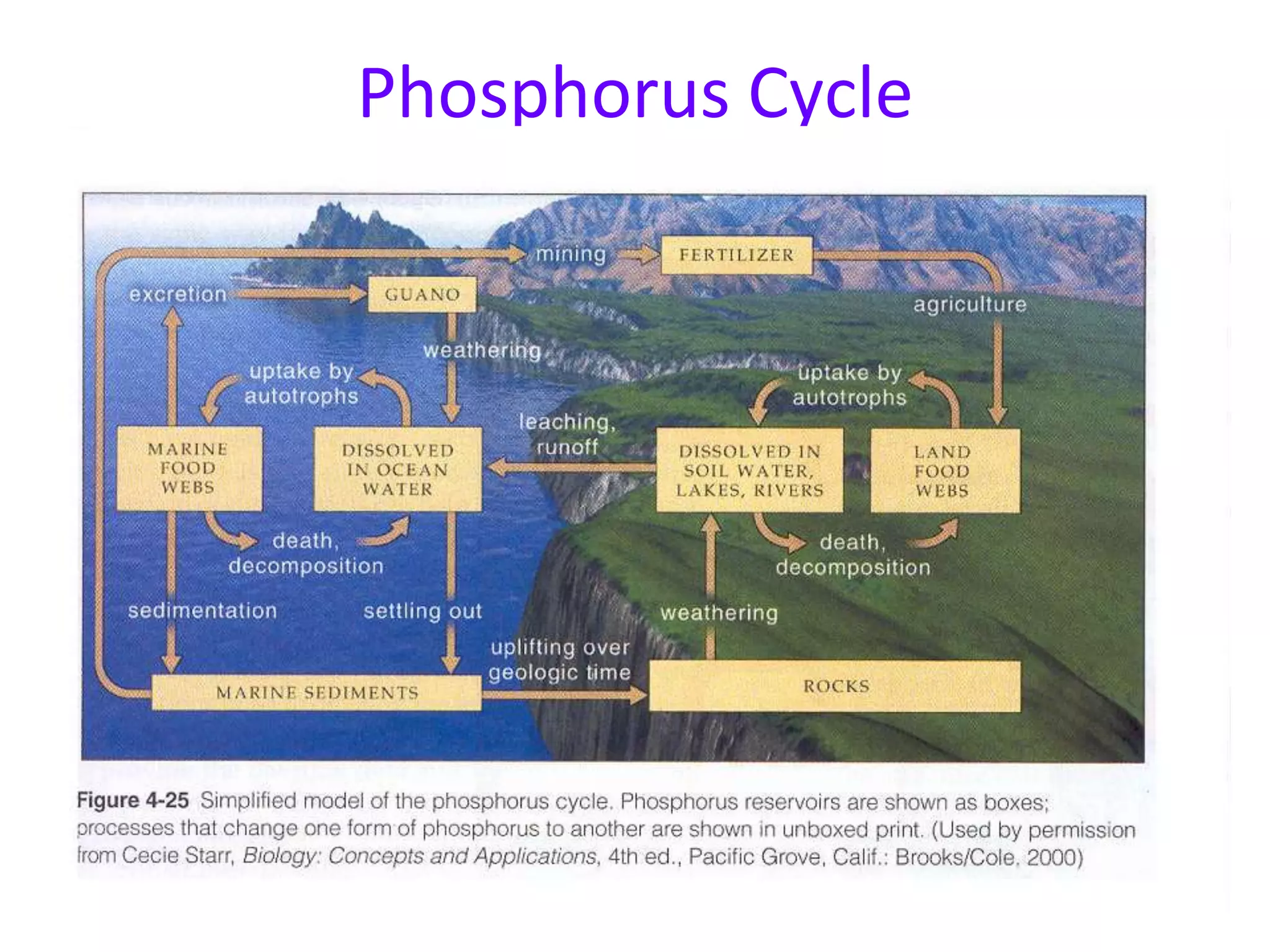 Ecology - Phosphorus Cycle | PPTX