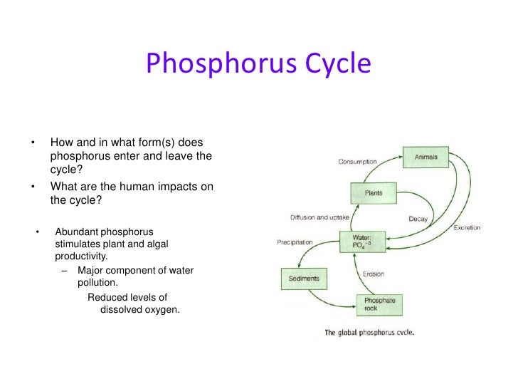 Phosphorus Cycle Flow Chart Cycles Of Matter The Desert!