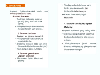 Anatomi Fisiologi kulit dan fungsinya.pptx