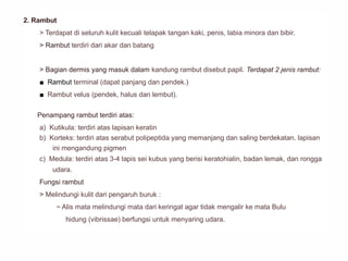 Anatomi Fisiologi kulit dan fungsinya.pptx