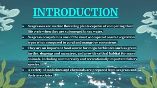 Seagrass and their biodiversity, taxonomy, applications | PDF