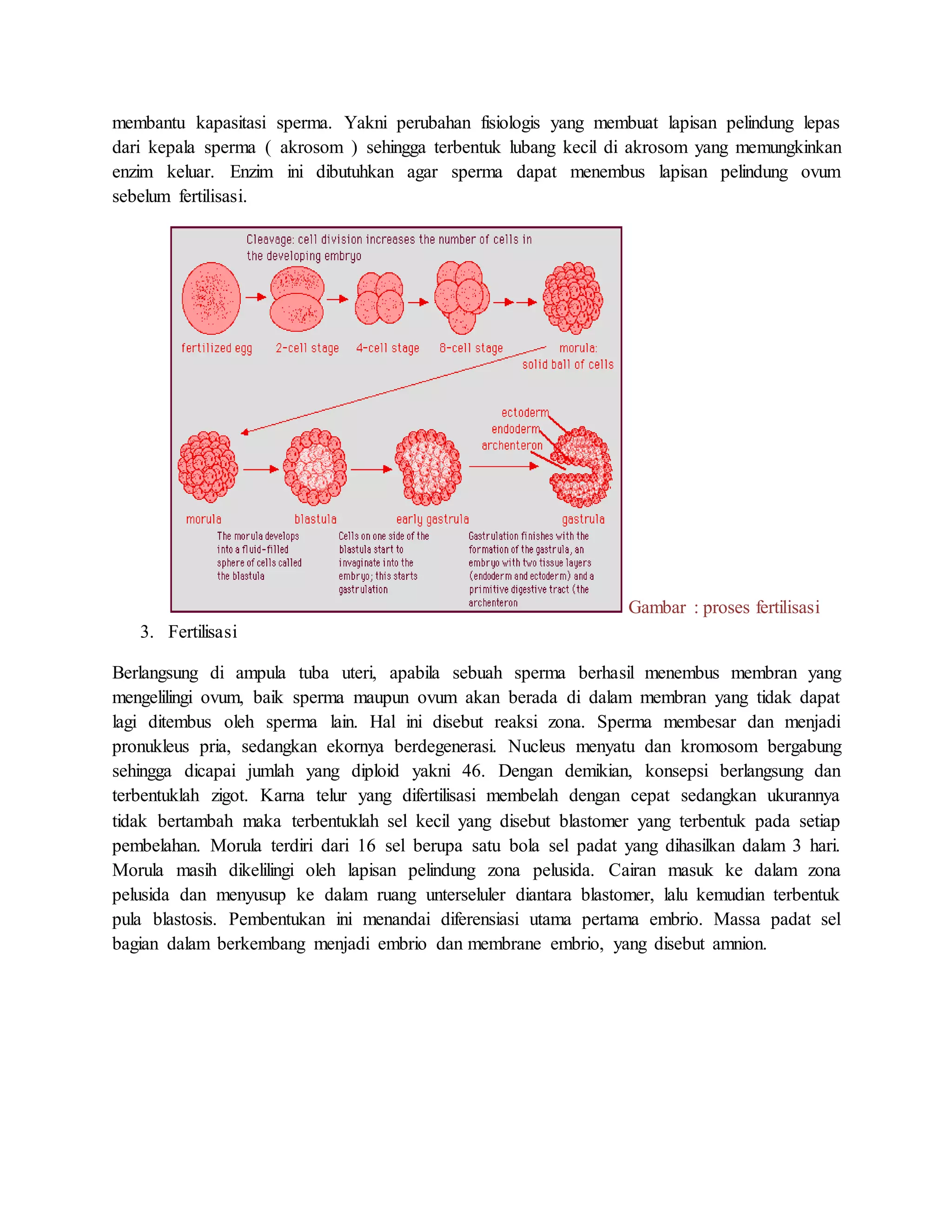 94854162 anatomi-fisiologi-kehamilan | DOCX