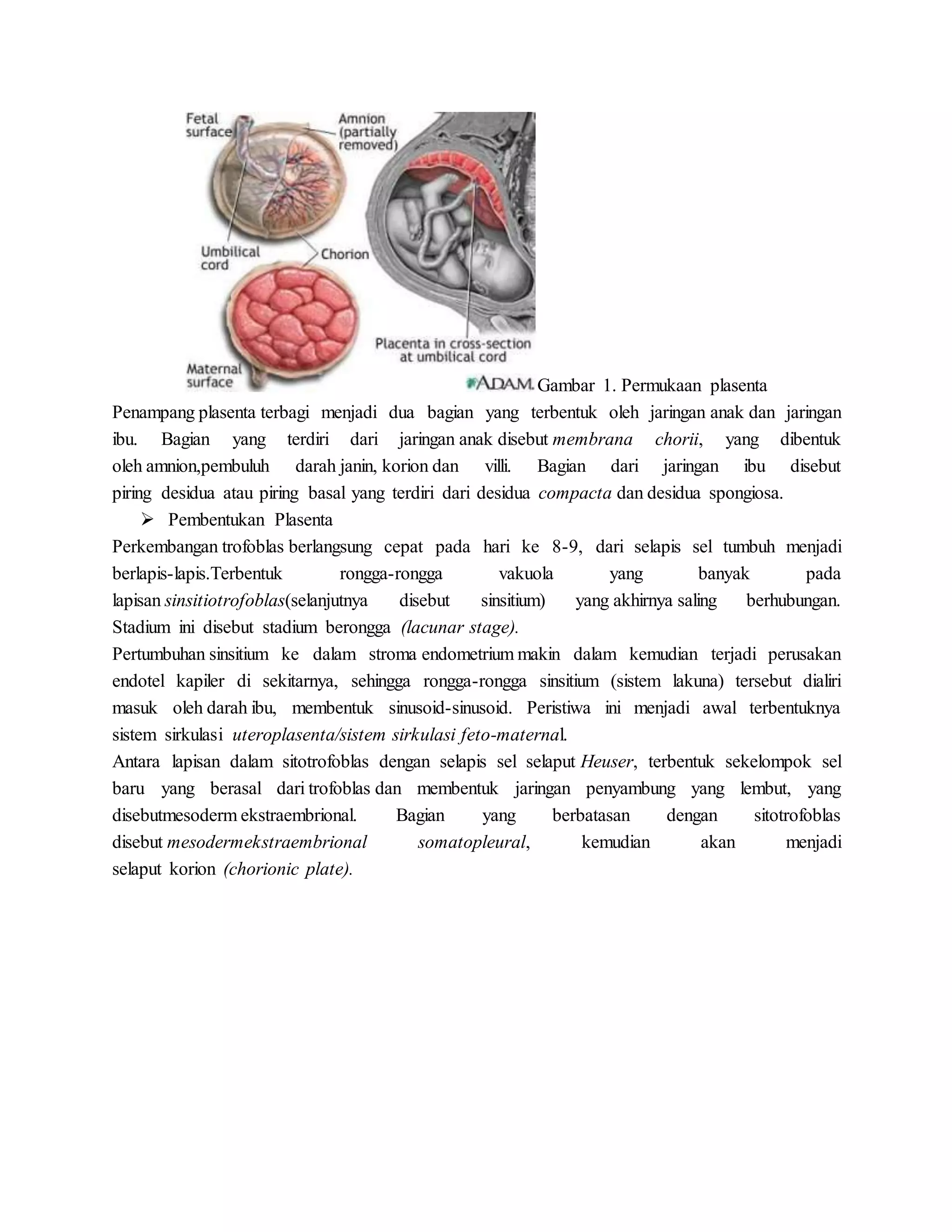 94854162 anatomi-fisiologi-kehamilan | DOCX