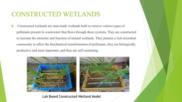 Constructed Wetland | PPTX