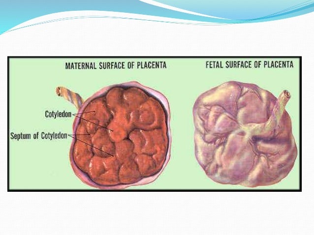 006 management of the third stage of labor
