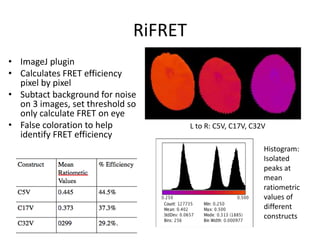 FRET BIOL 497 Presentation | PPTX