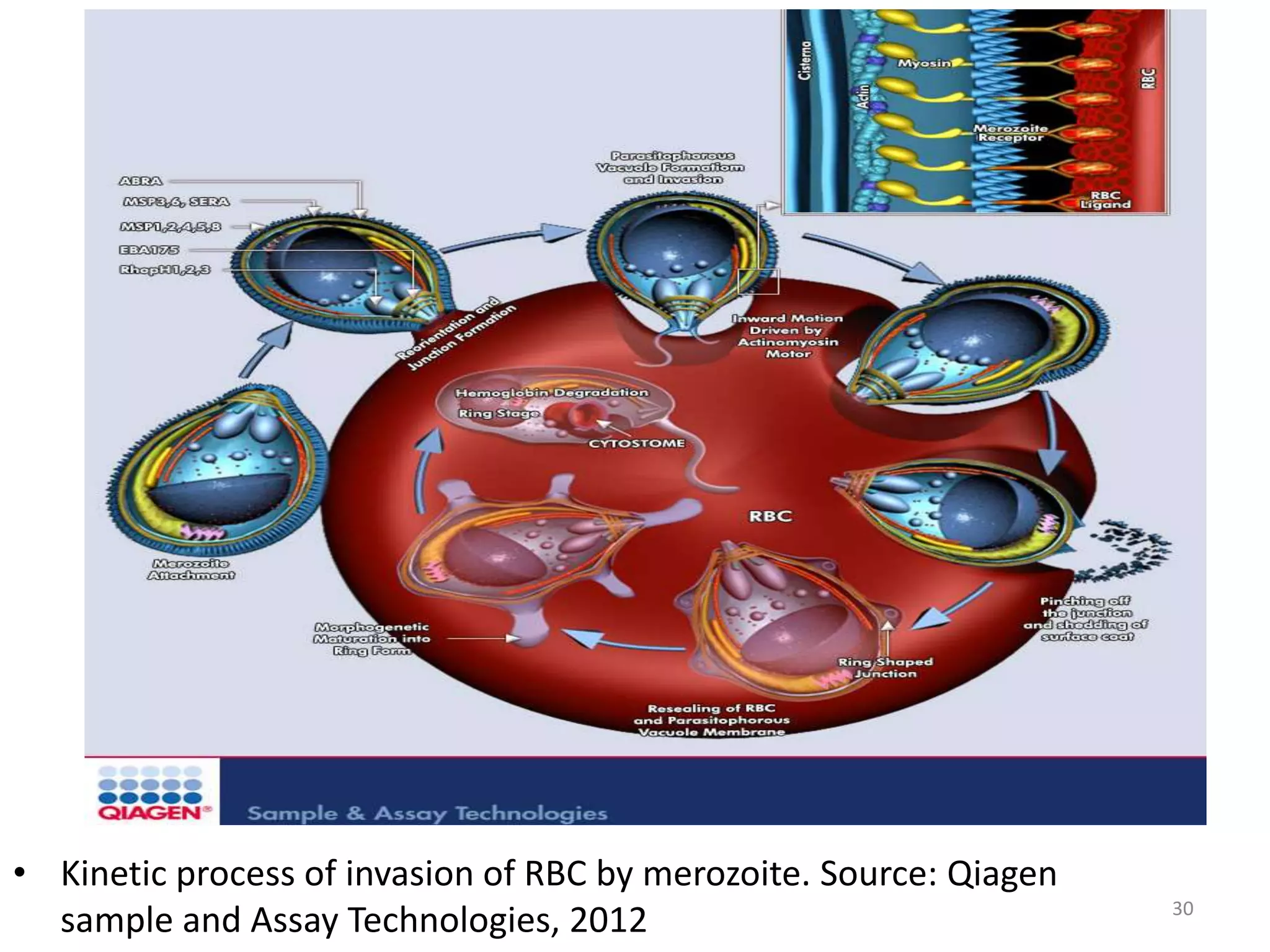 Malaria and Babesiosis co-infectionppt | PPTX