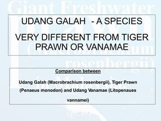 Freshwater-prawn | PDF