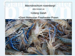 Freshwater-prawn | PDF