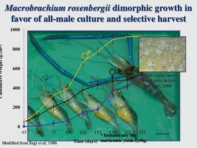 Freshwater Prawn