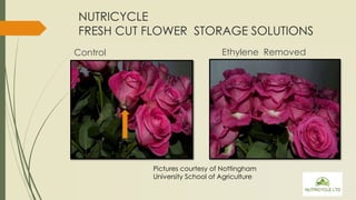 NUTRICYCLE FRESH CUT FLOWER STORAGE SOLUTIONS Mk 11 | PPT