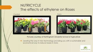 NUTRICYCLE FRESH CUT FLOWER STORAGE SOLUTIONS Mk 11 | PPT