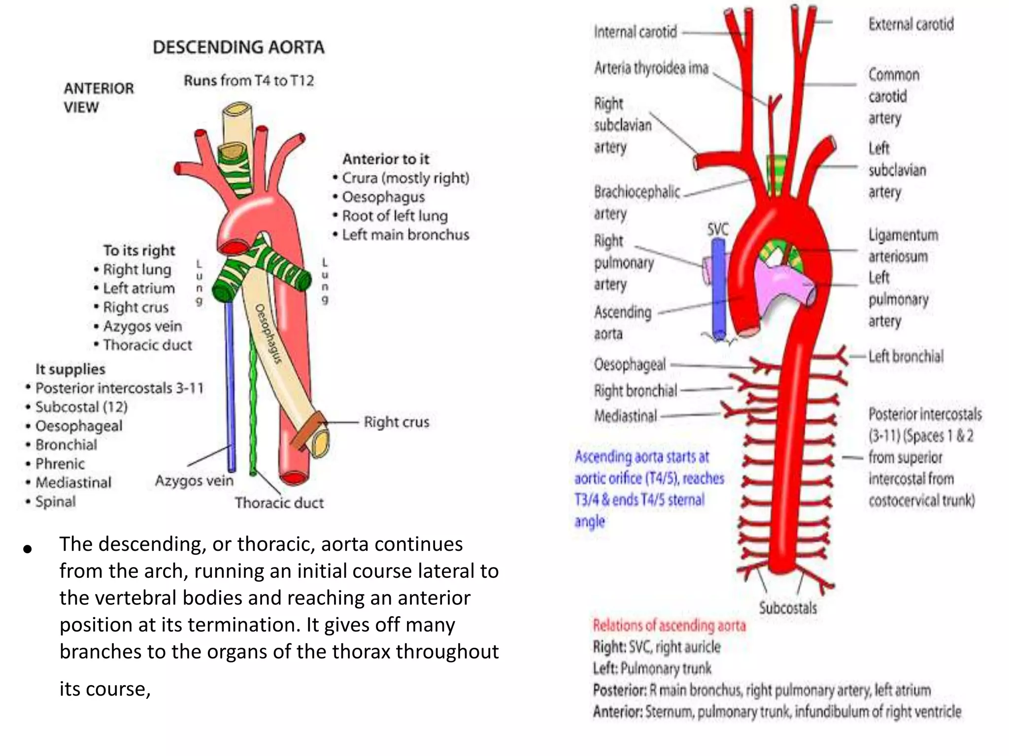 Aortic root anatomy DR NIKUNJ R SHEKHADA (MBBS,MS GEN SURG,DNB CTS SR ...