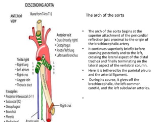 Aortic root anatomy DR NIKUNJ R SHEKHADA (MBBS,MS GEN SURG,DNB CTS SR ...