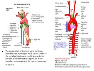 Aortic root anatomy DR NIKUNJ R SHEKHADA (MBBS,MS GEN SURG,DNB CTS SR ...