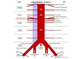 Aortic root anatomy DR NIKUNJ R SHEKHADA (MBBS,MS GEN SURG,DNB CTS SR ...