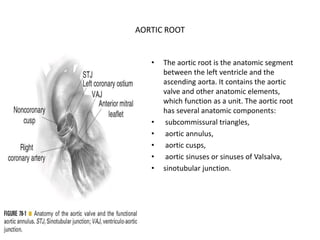 Aortic root anatomy DR NIKUNJ R SHEKHADA (MBBS,MS GEN SURG,DNB CTS SR ...