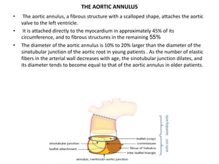 Aortic Annulus