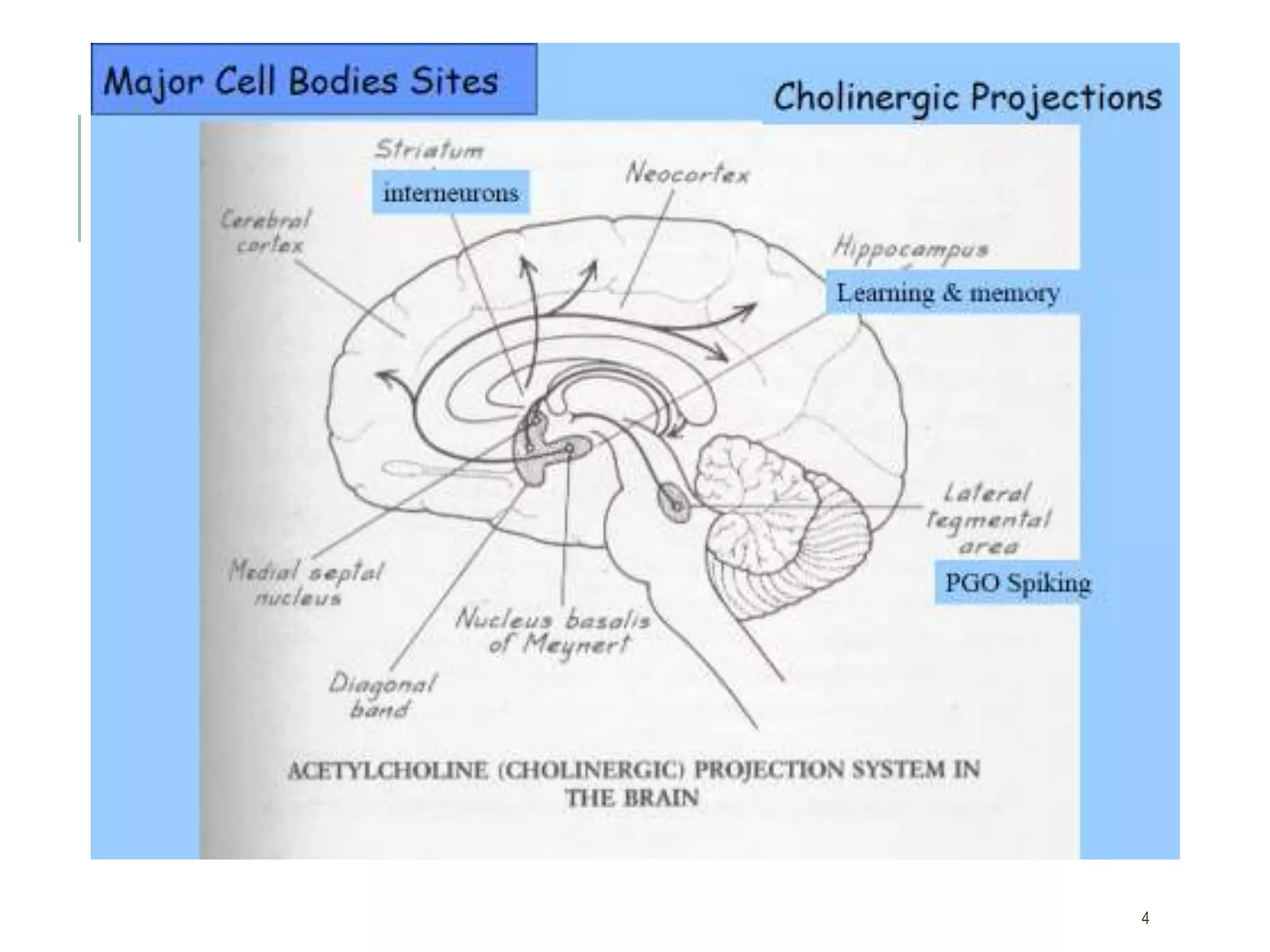 BIOSYNTHESIS OF ACETYLCHOLINE IN CNS AND CHOLINERGIC TRANSMISSION | PPTX
