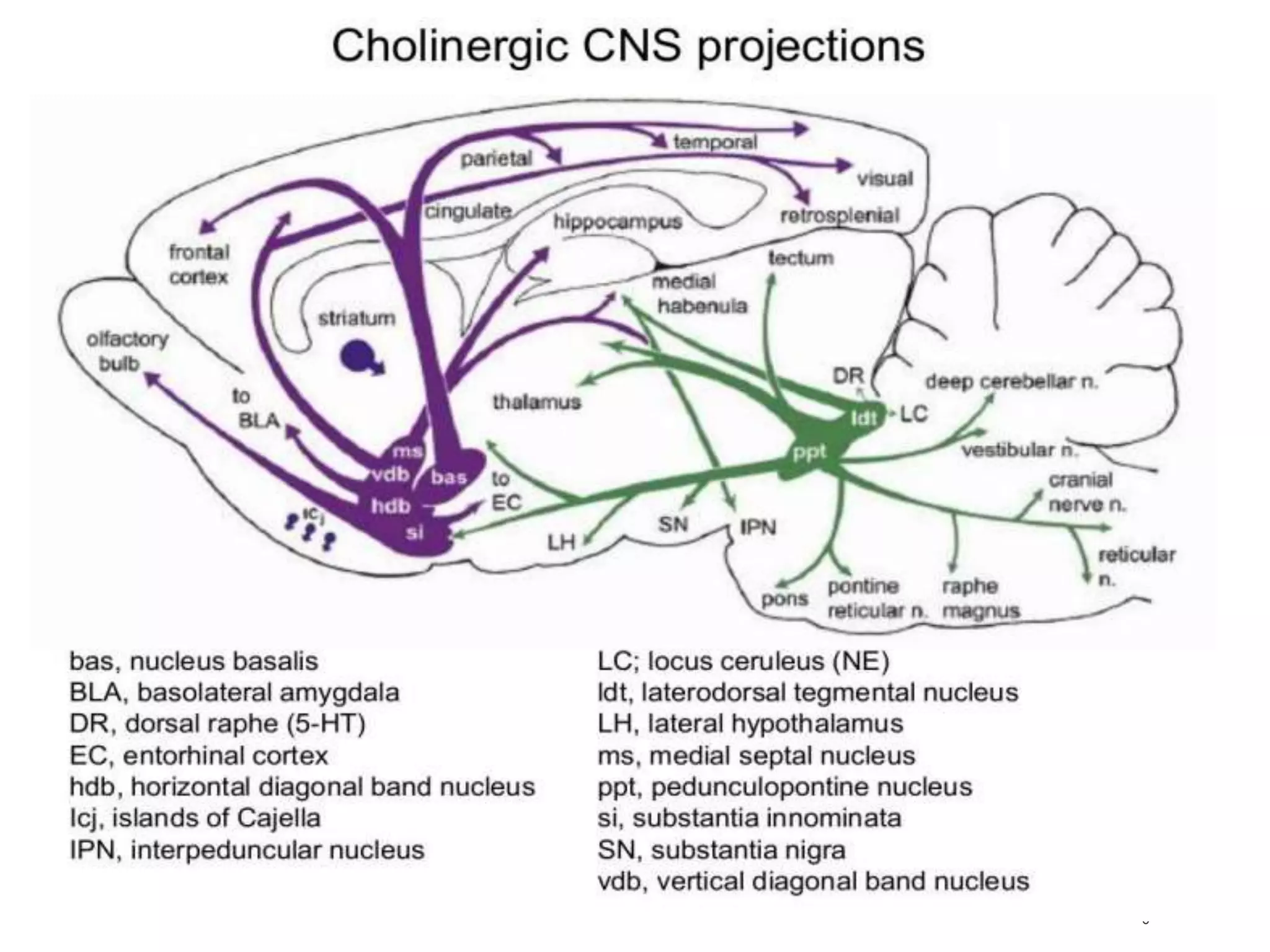 BIOSYNTHESIS OF ACETYLCHOLINE IN CNS AND CHOLINERGIC TRANSMISSION | PPTX