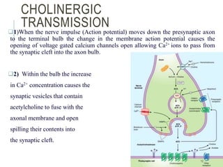 BIOSYNTHESIS OF ACETYLCHOLINE IN CNS AND CHOLINERGIC TRANSMISSION | PPTX