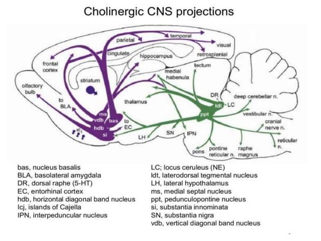 BIOSYNTHESIS OF ACETYLCHOLINE IN CNS AND CHOLINERGIC TRANSMISSION ...