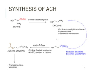 Acetylcholine Synthesis Pathway