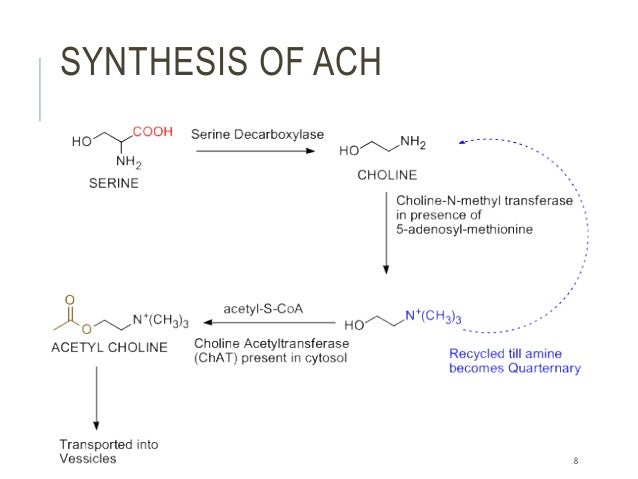 BIOSYNTHESIS OF ACETYLCHOLINE IN CNS AND CHOLINERGIC TRANSMISSION