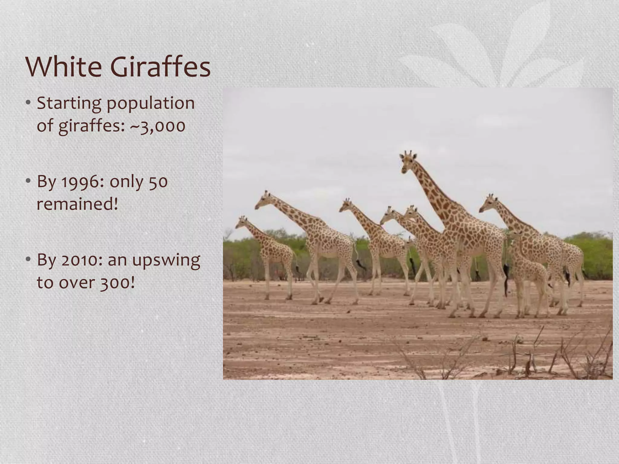 The case of the White Giraffe | PPTX