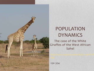 The case of the White Giraffe | PPTX