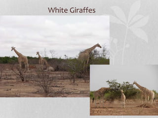 The case of the White Giraffe | PPT