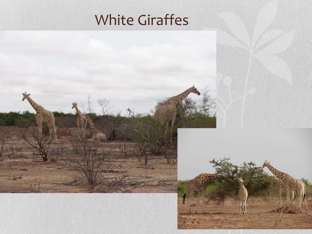 The case of the White Giraffe | PPTX