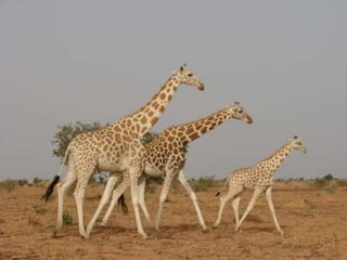 The case of the White Giraffe | PPTX