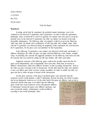 Fruit Fly Genetics lab report | DOCX