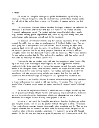 Fruit Fly Genetics lab report | DOCX