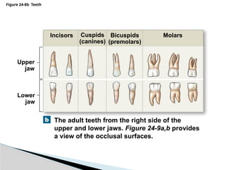 ORAL CAVITY & precautions - Dental Cares | PPT