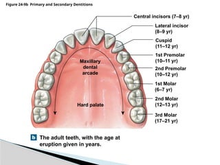 ORAL CAVITY & precautions - Dental Cares | PPT