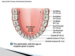 ORAL CAVITY & precautions - Dental Cares | PPT