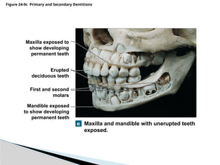 ORAL CAVITY & precautions - Dental Cares | PPT