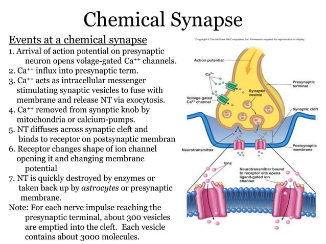 97308319-Neurotransmitter-and-Its-Synapses-Ppt.pdf
