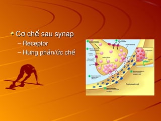 Sinh lý thần kinh | PDF