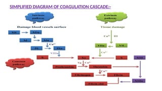 975_coagulation_pathology.pptx and approach to bleeding disorders | PPTX
