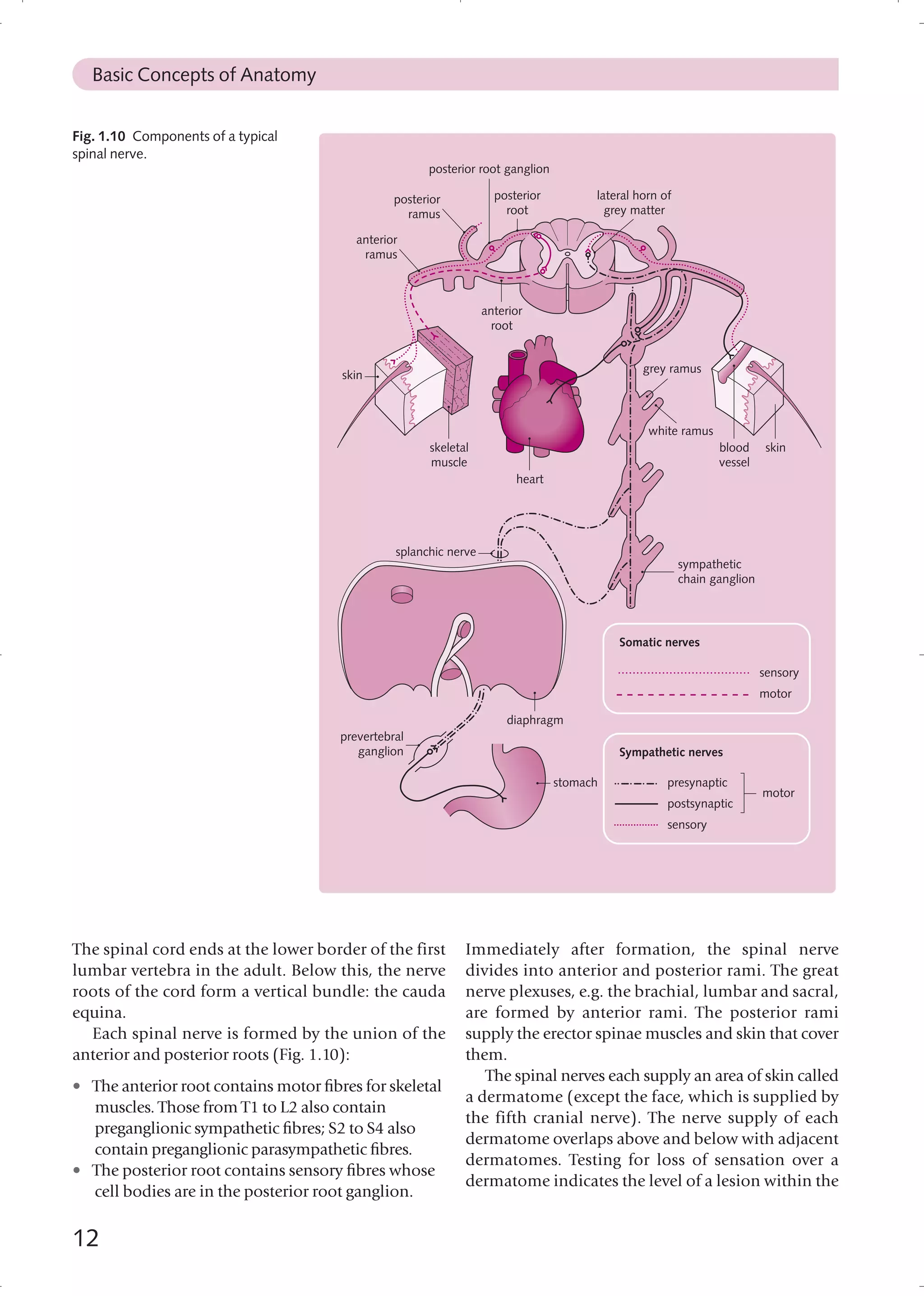 Basic anatomy pdf | PDF