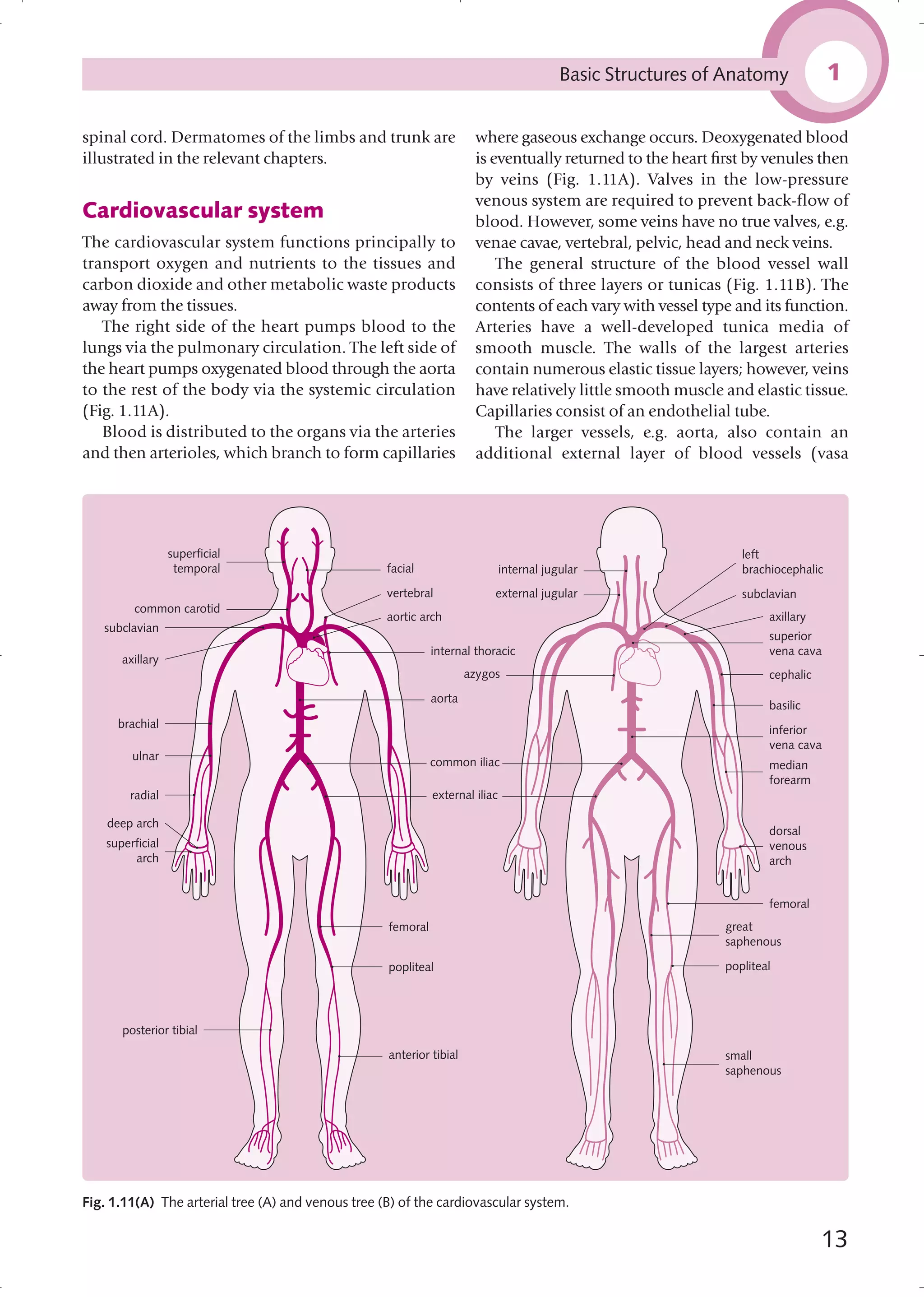 Basic anatomy pdf | PDF