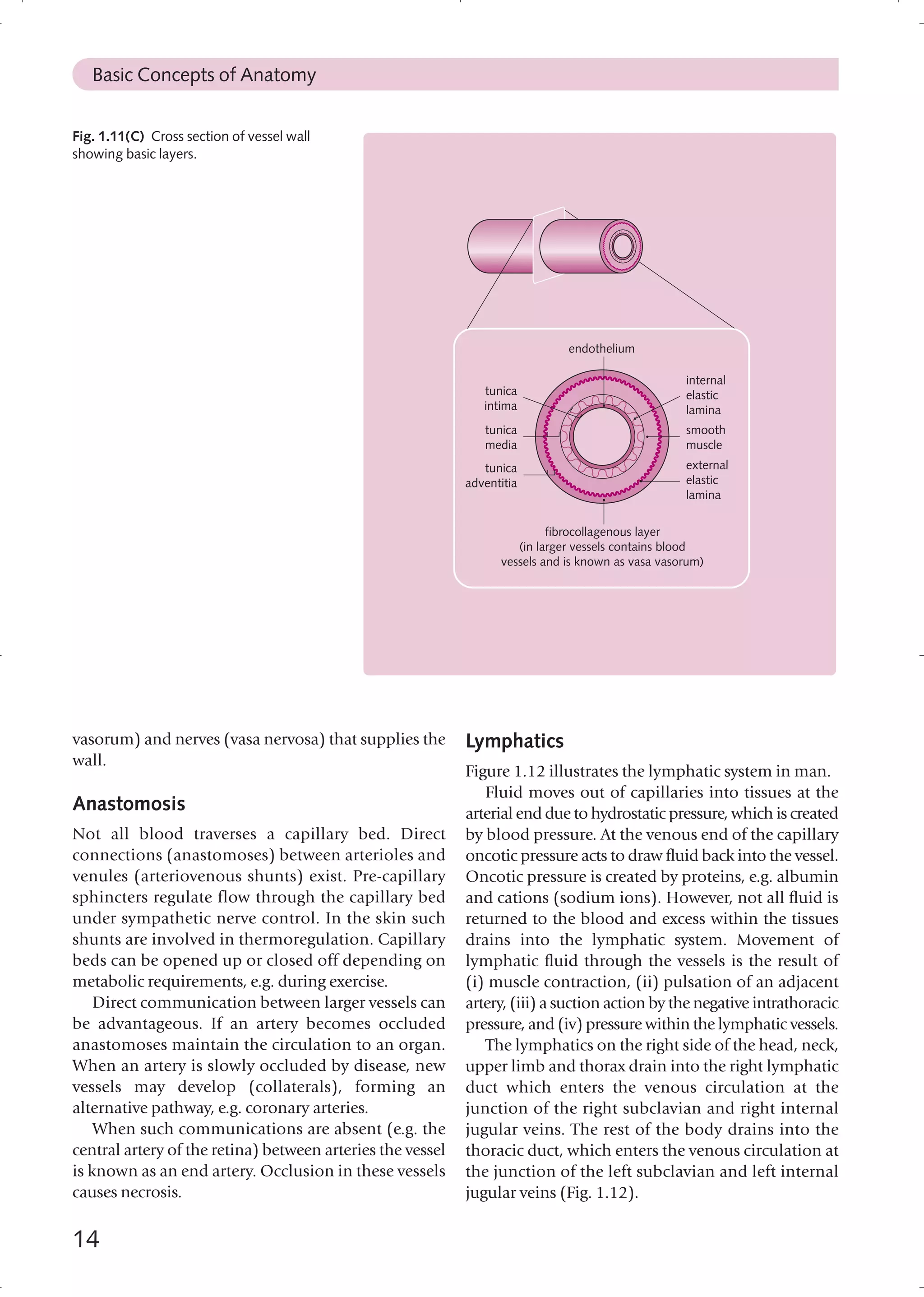 Basic anatomy pdf | PDF | Death, Injury, or Military Conflict | Sensitive Topics
