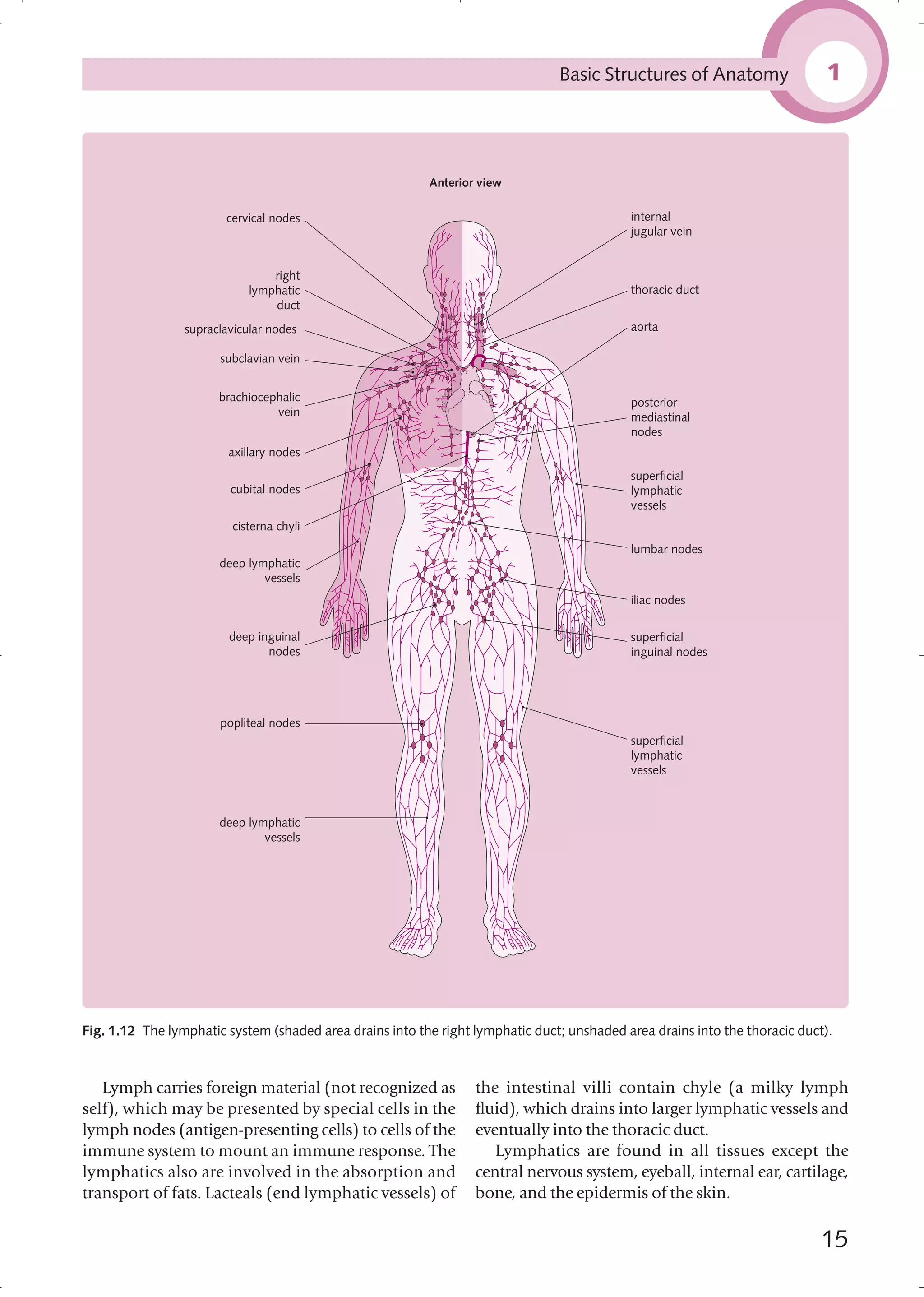 Basic anatomy pdf | PDF