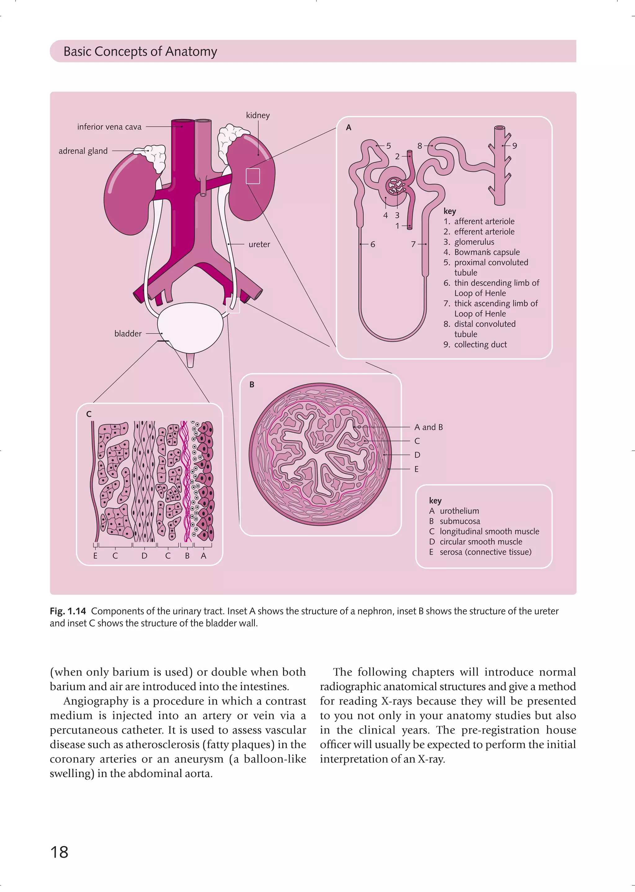 Basic anatomy pdf | PDF
